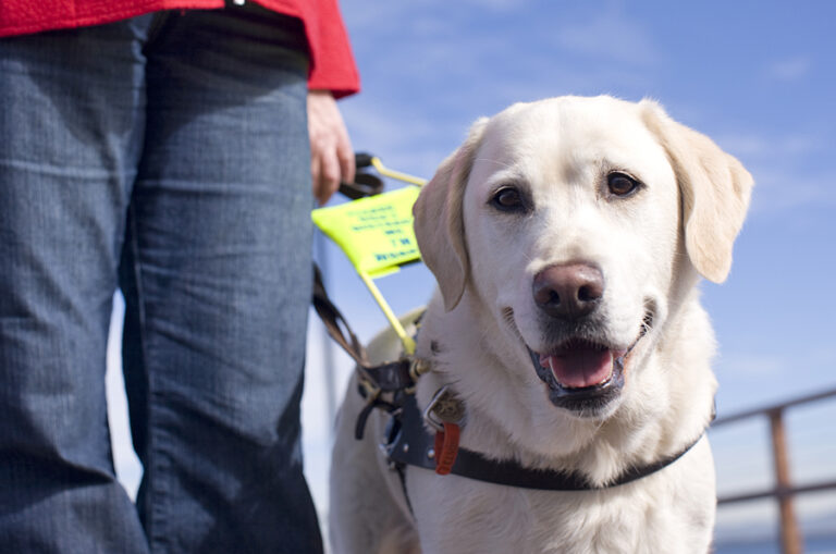 Guide Dogs Australia named ‘Most Trusted Charity’ - Guide Dogs Queensland Guide Dogs Australia named ‘Most Trusted Charity’ - Guide Dogs Queensland