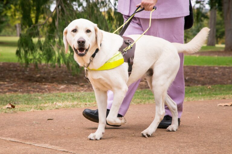 News Archive - Page 11 of 18 - Guide Dogs Queensland