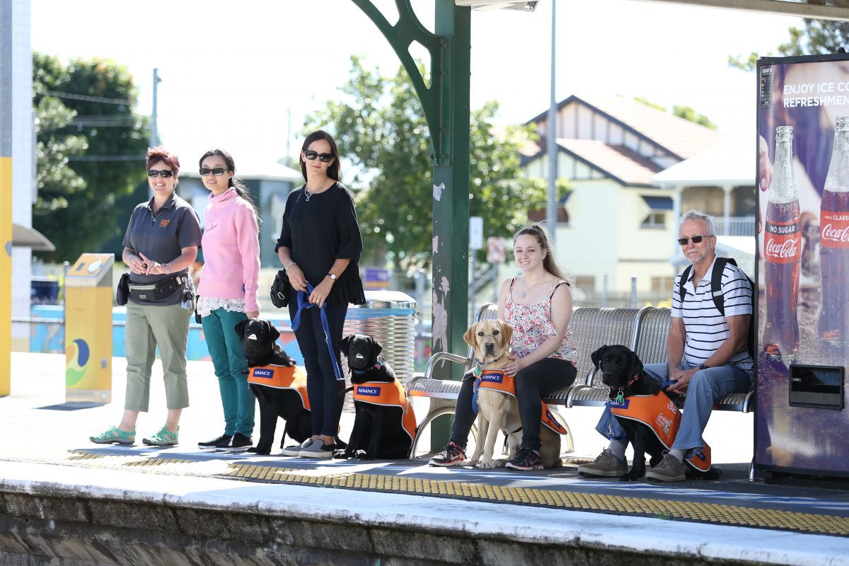 Guide Dog Training - Guide Dogs Queensland