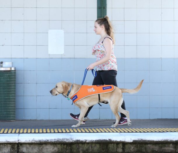 Guide Dog Access and Etiquette - Guide Dogs Queensland