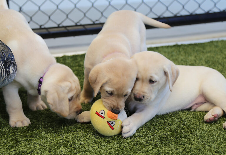 Events - Guide Dogs Queensland