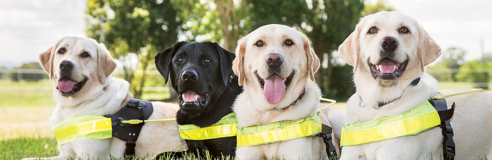 Guide Dogs Brand Ranking Announcement - Guide Dogs Queensland