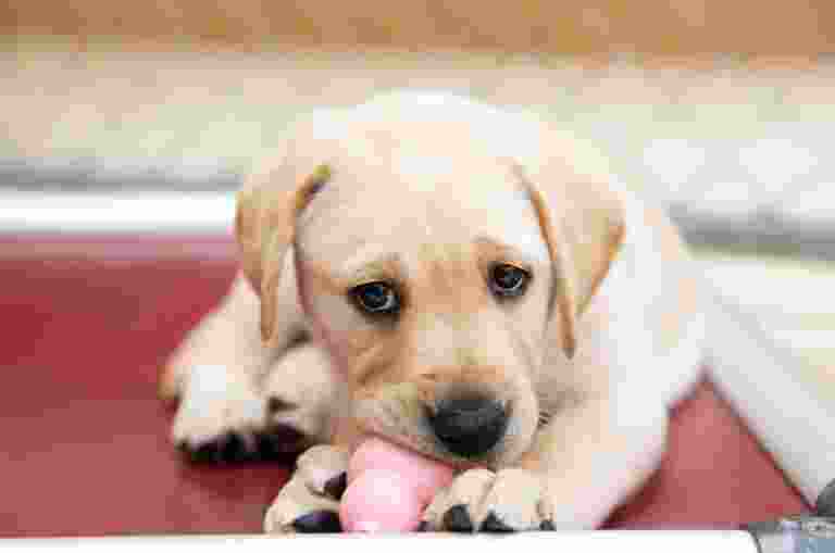 Get Involved - Guide Dogs Queensland