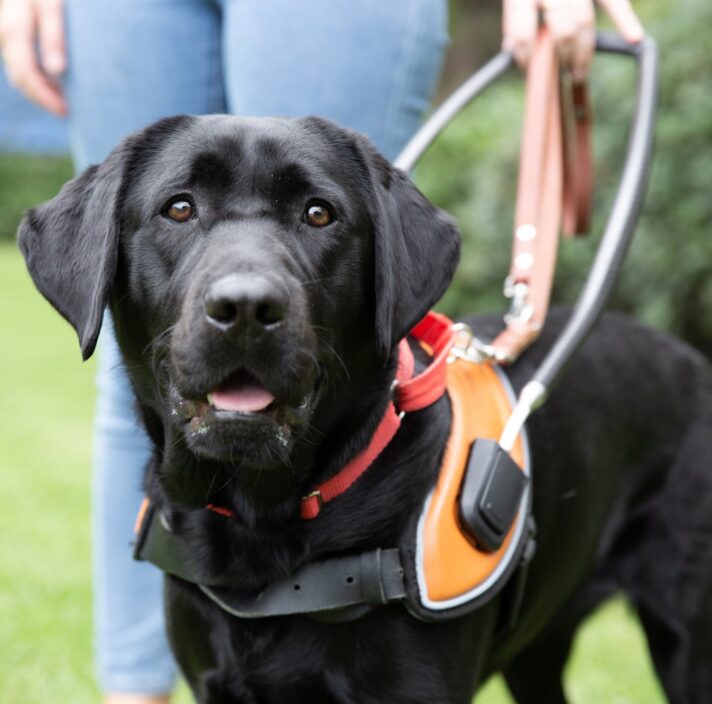 Guide Dogs Lotteries - Guide Dogs Queensland