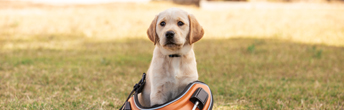 Homepage - Guide Dogs Queensland