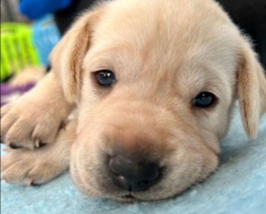 Name the 'D' Litter pups for Queensland Day! - Guide Dogs Queensland