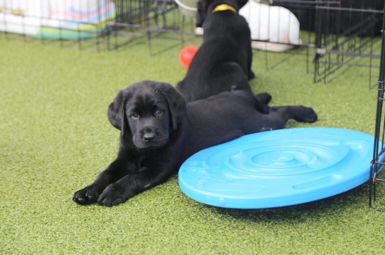 The NDIS - Guide Dogs Queensland